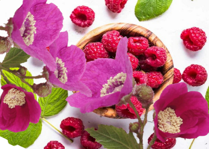Wild Rose and Raspberry Fragrance Oil – Aurora Tables